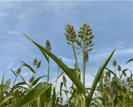 Buy Little Millet Whole Grains Online in India | Samai / Kutki Millet ...